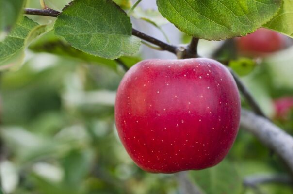 Ovocnářství Ploskovice – Jablka z Českého středohoří